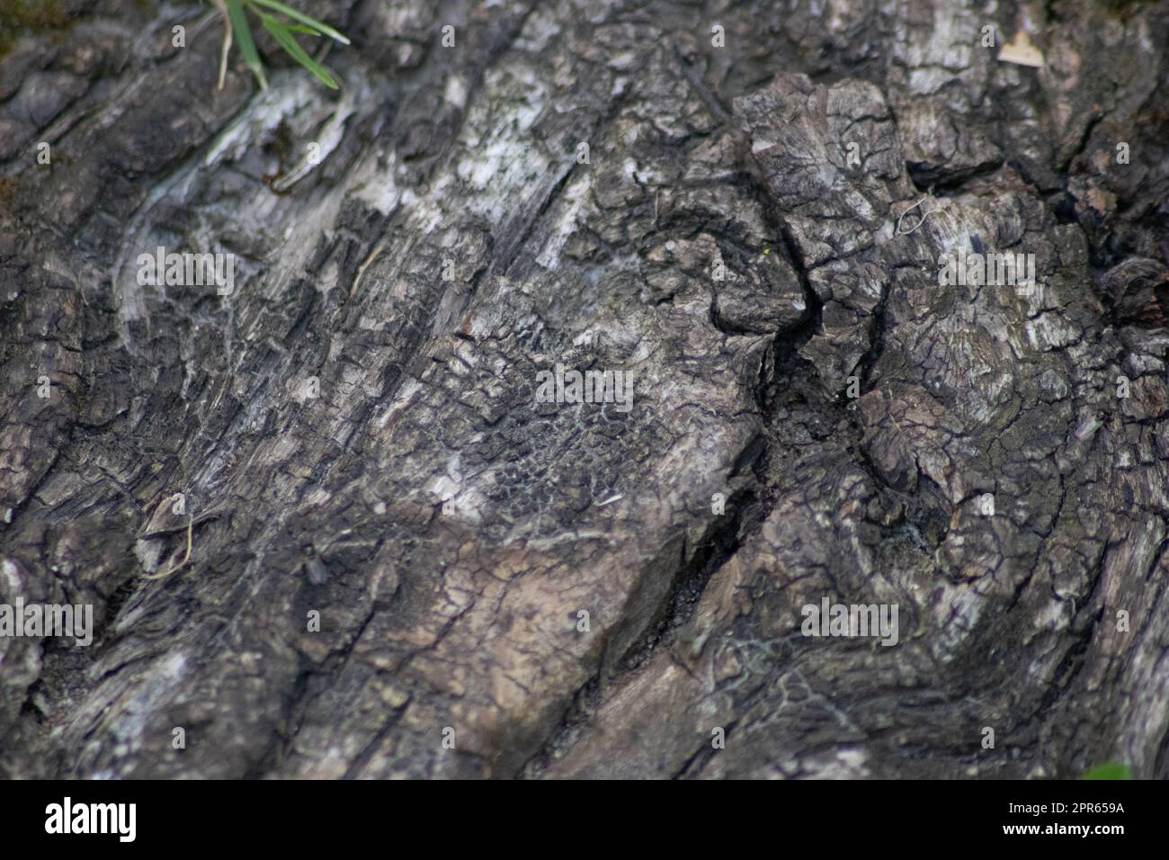 Tree bark macro with fine natural structures and rough tree bark as ...