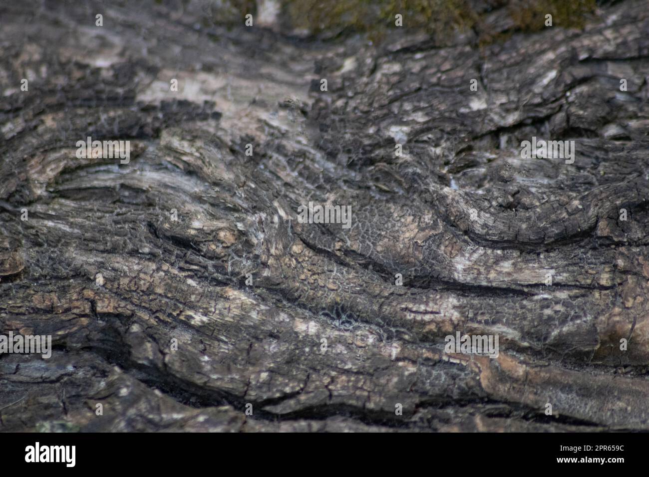 Tree bark macro with fine natural structures and rough tree bark as ...
