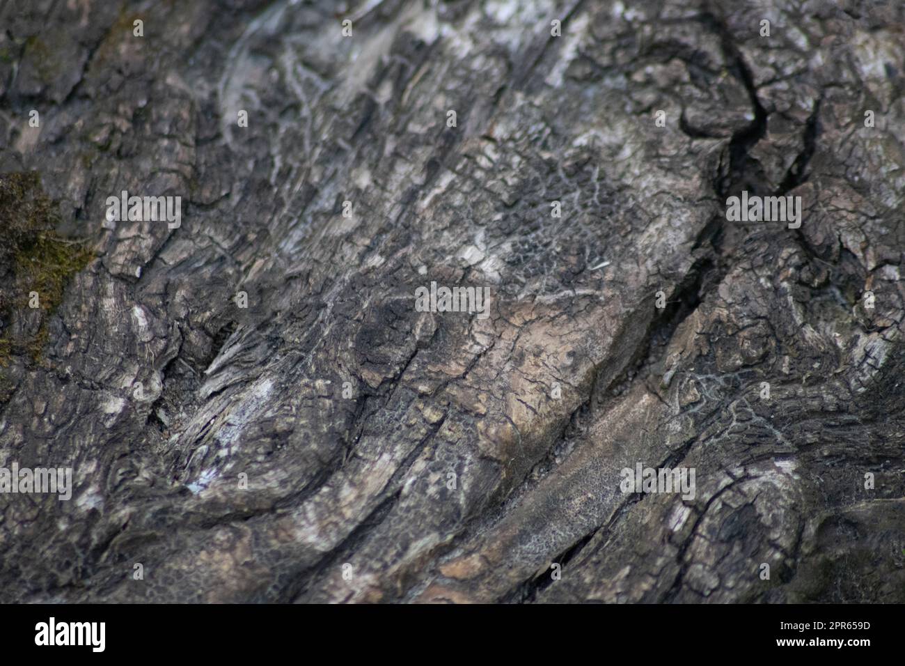 Tree bark macro with fine natural structures and rough tree bark as ...