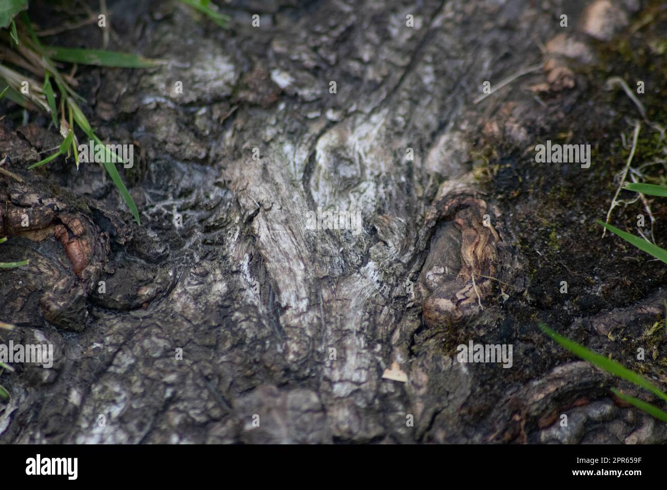 Tree bark macro with fine natural structures and rough tree bark as ...