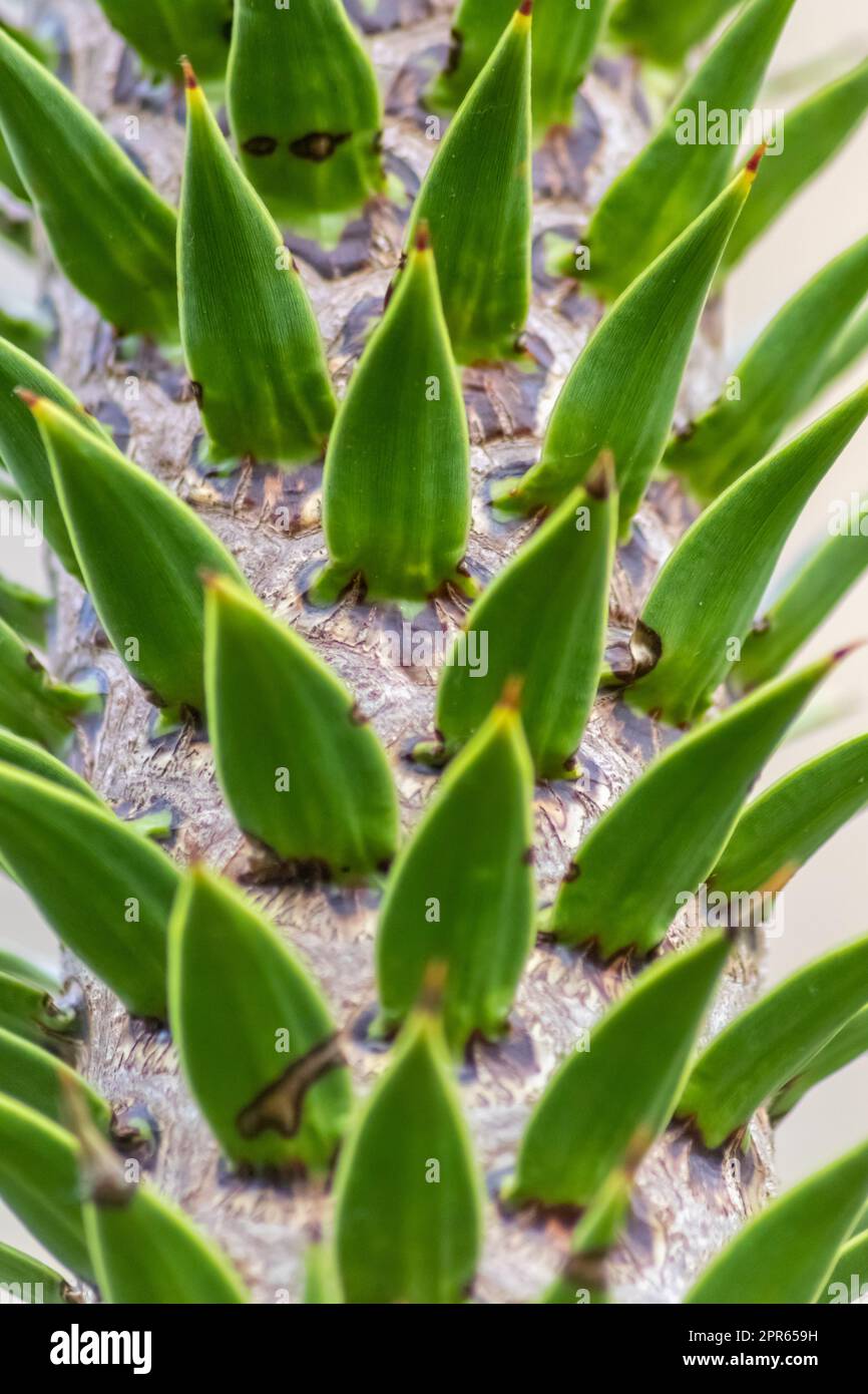 Green thorny leaves of araucaria araucana or monkey tail tree with ...
