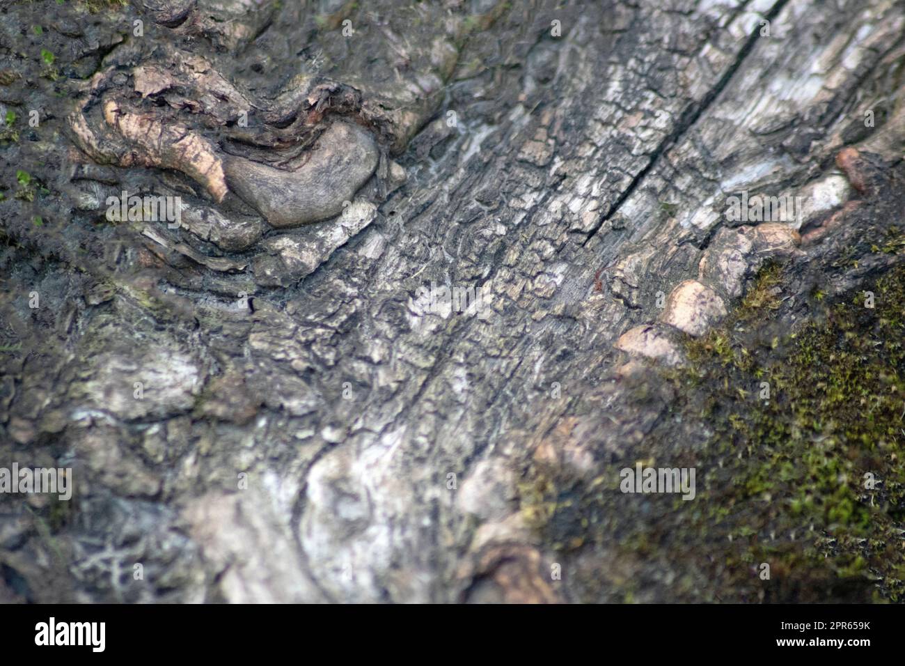 Tree bark macro with fine natural structures and rough tree bark as ...