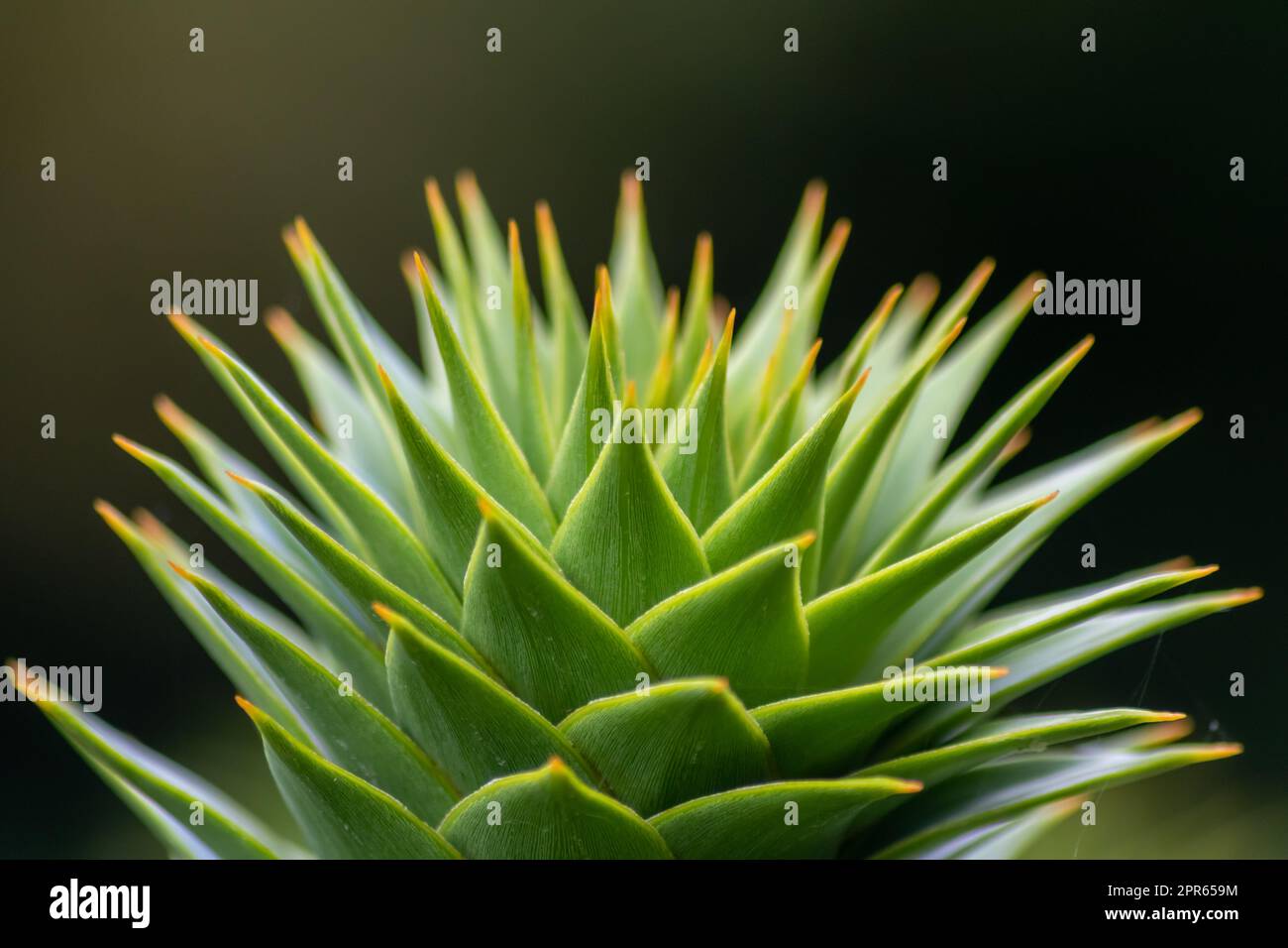 Green thorny leaves of araucaria araucana or monkey tail tree with ...