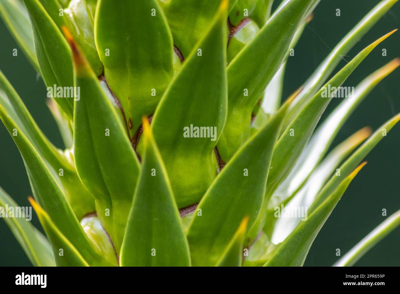 Green thorny leaves of araucaria araucana or monkey tail tree with ...