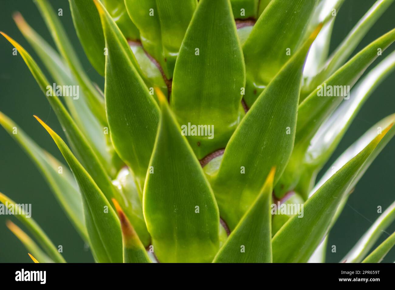 Green thorny leaves of araucaria araucana or monkey tail tree with ...