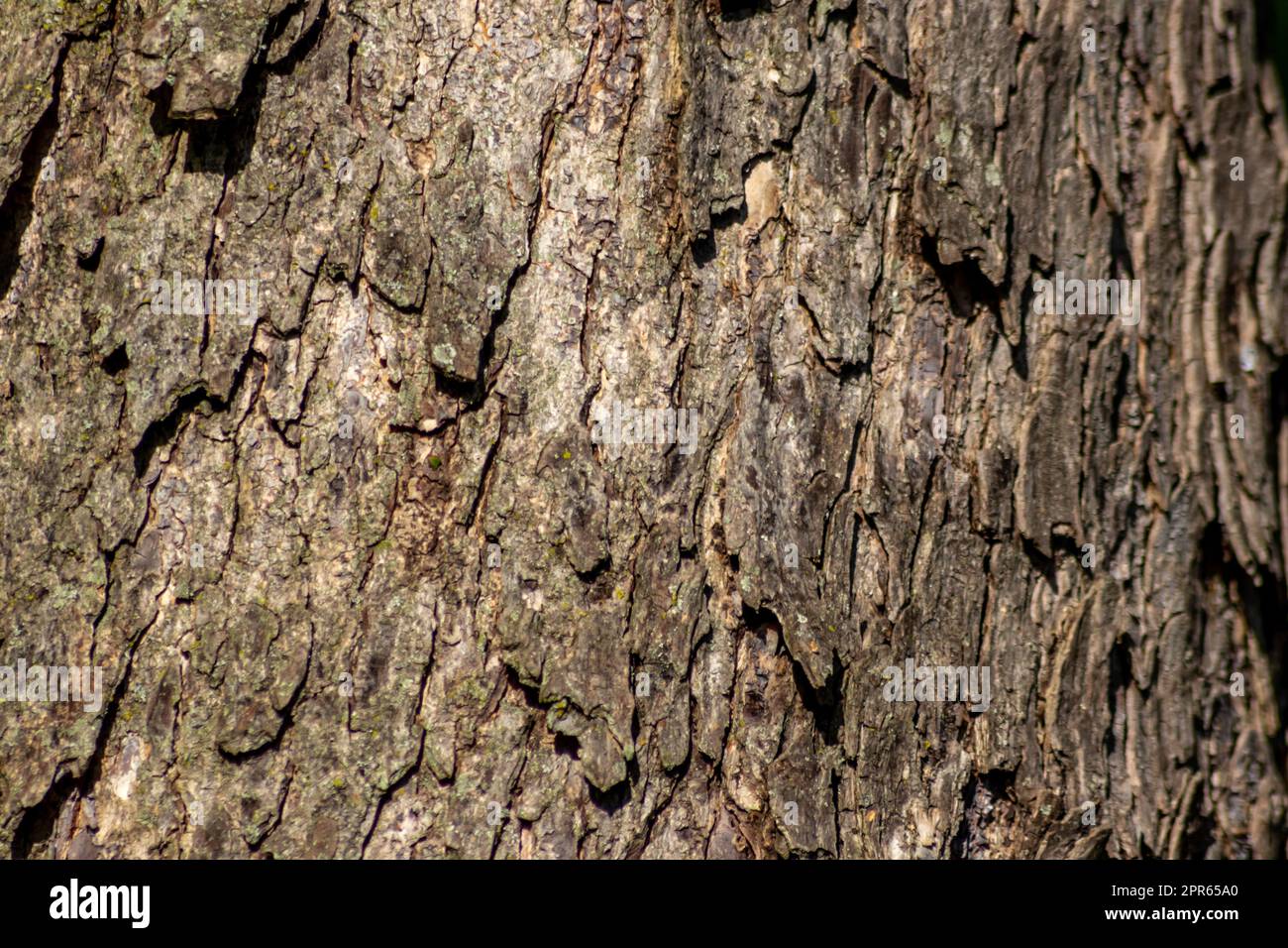Tree bark macro with fine natural structures and rough tree bark as ...