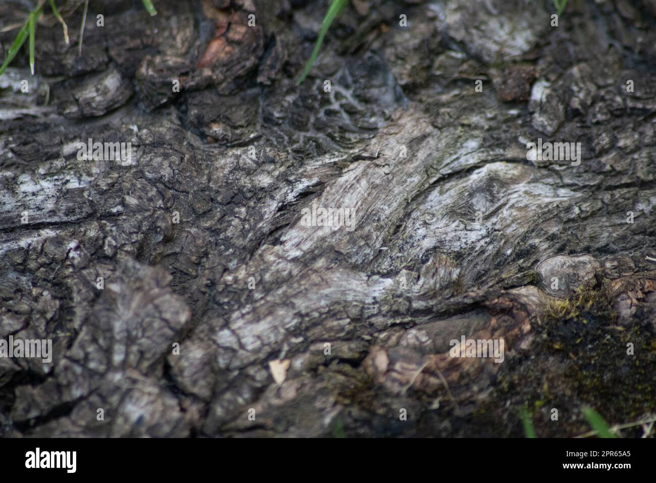 Tree bark macro with fine natural structures and rough tree bark as ...