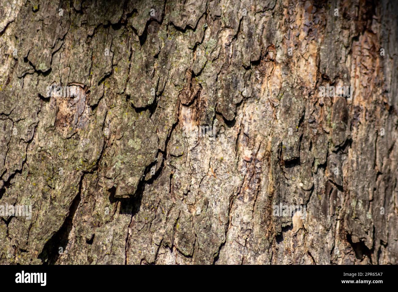 Tree bark macro with fine natural structures and rough tree bark as ...