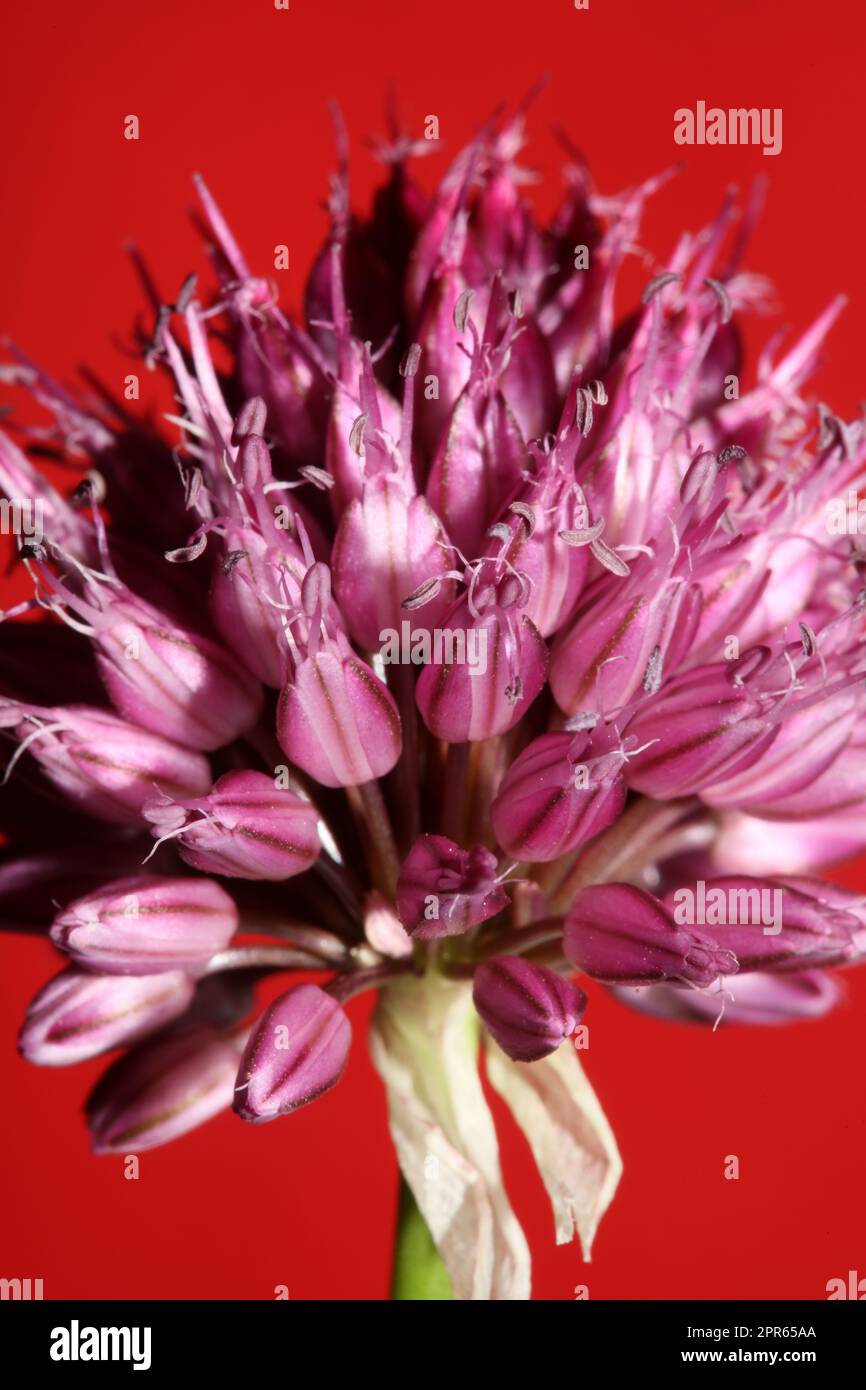 Flower blossom close up botanical modern background allium acutiflorum ...