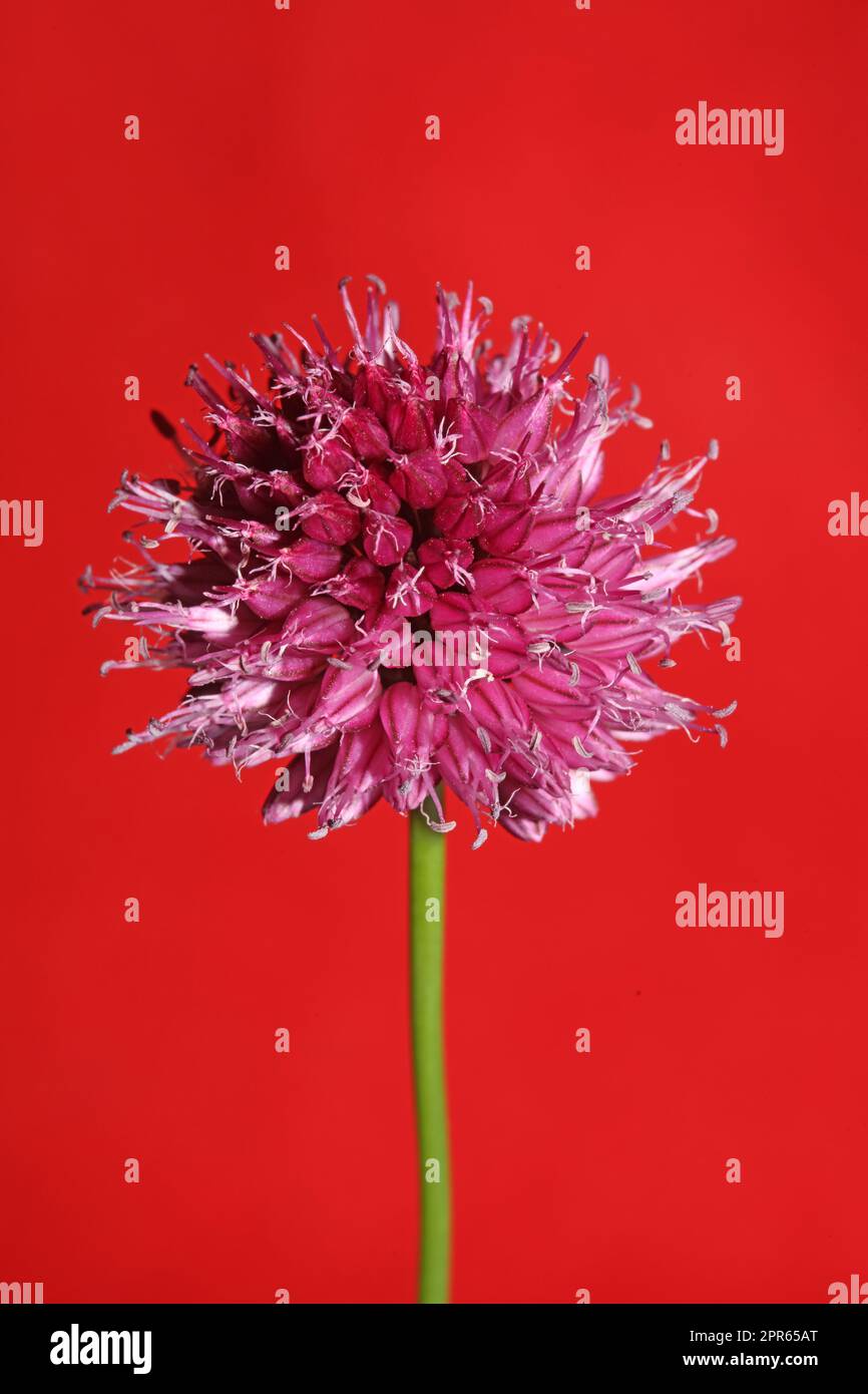 Flower blossom close up botanical modern background allium acutiflorum ...