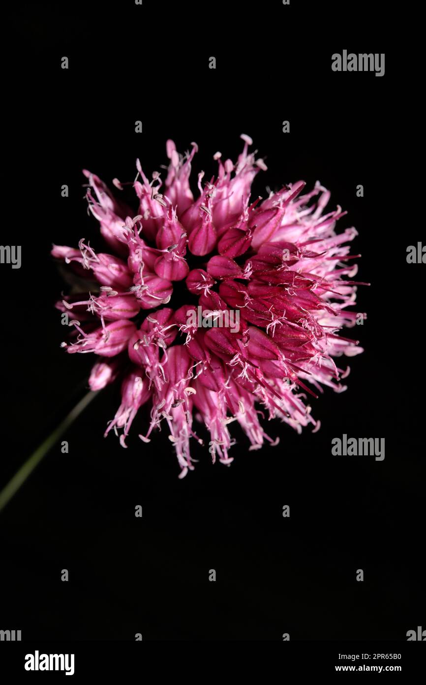 Flower blossom close up botanical modern background allium acutiflorum ...