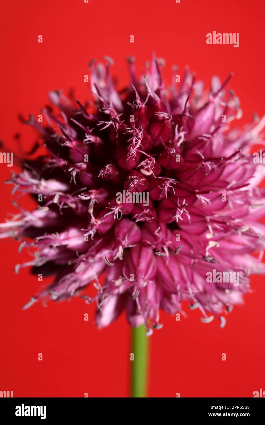 Allium acutiflorum hi-res stock photography and images - Alamy