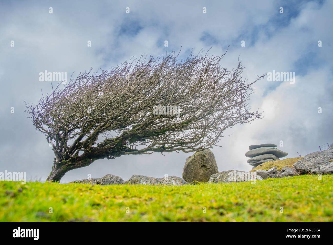 Wind blown tree and The Cheesewring (Stowes hill) near Minions Cornwall ...