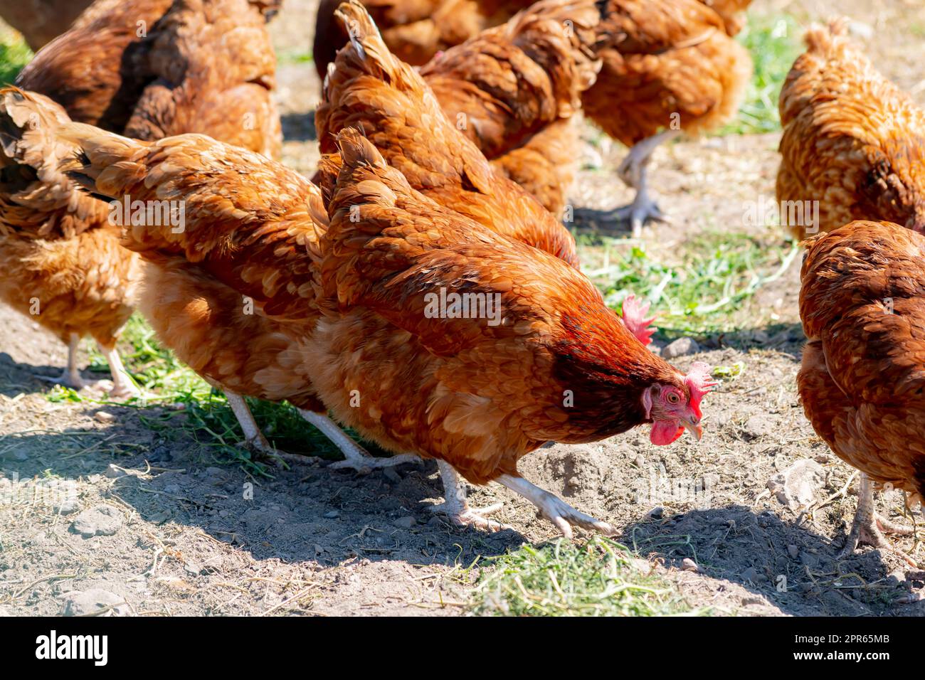 Chickens on traditional free range poultry farm Stock Photo - Alamy