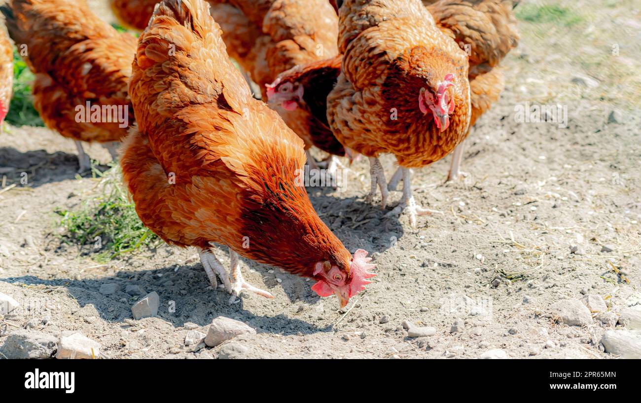 Chickens on traditional free range poultry farm Stock Photo - Alamy