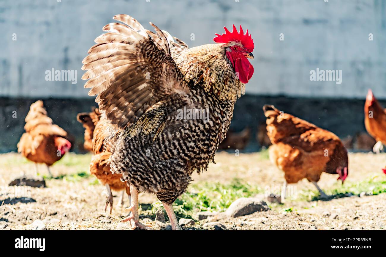 Rooster on traditional free range poultry farm Stock Photo - Alamy