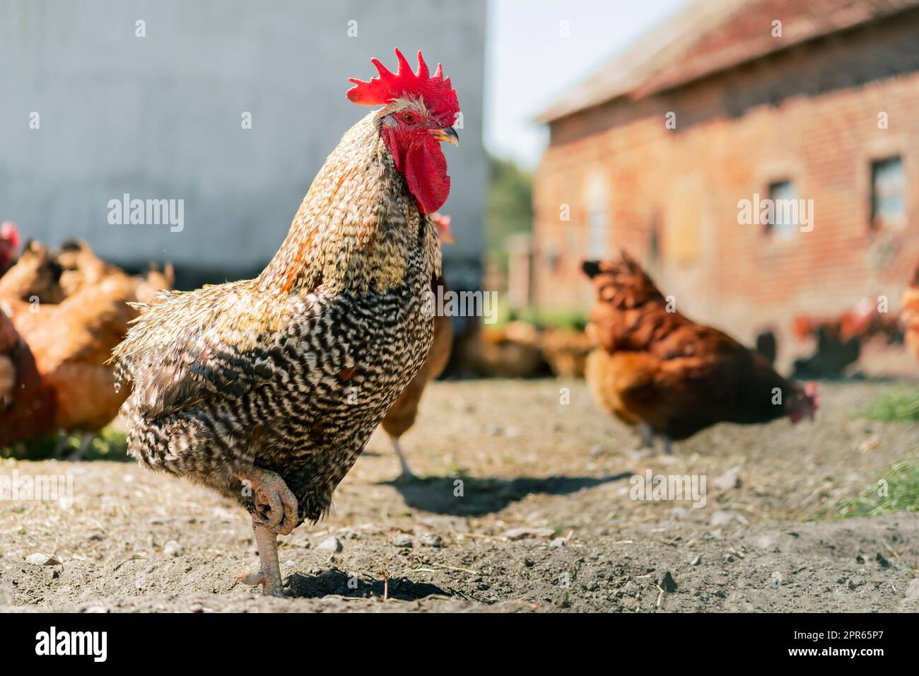 Rooster on traditional free range poultry farm Stock Photo - Alamy