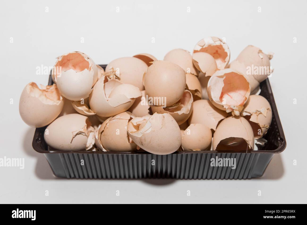 Baby chicks hatch after incubation hi-res stock photography and images ...