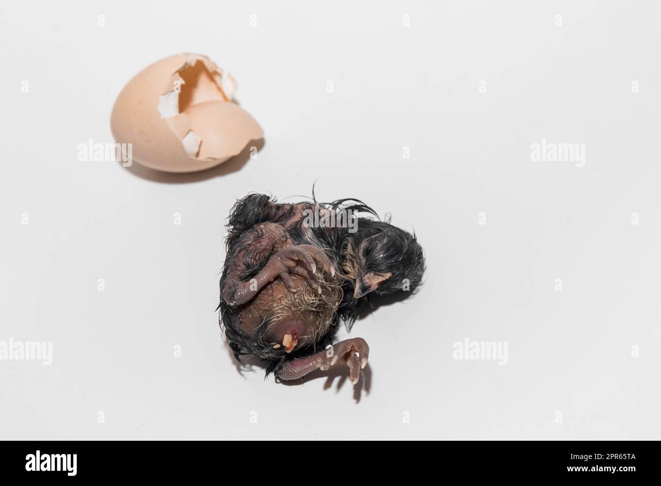 Dark wet cute little newborn chicken chick lying next to eggshell on ...