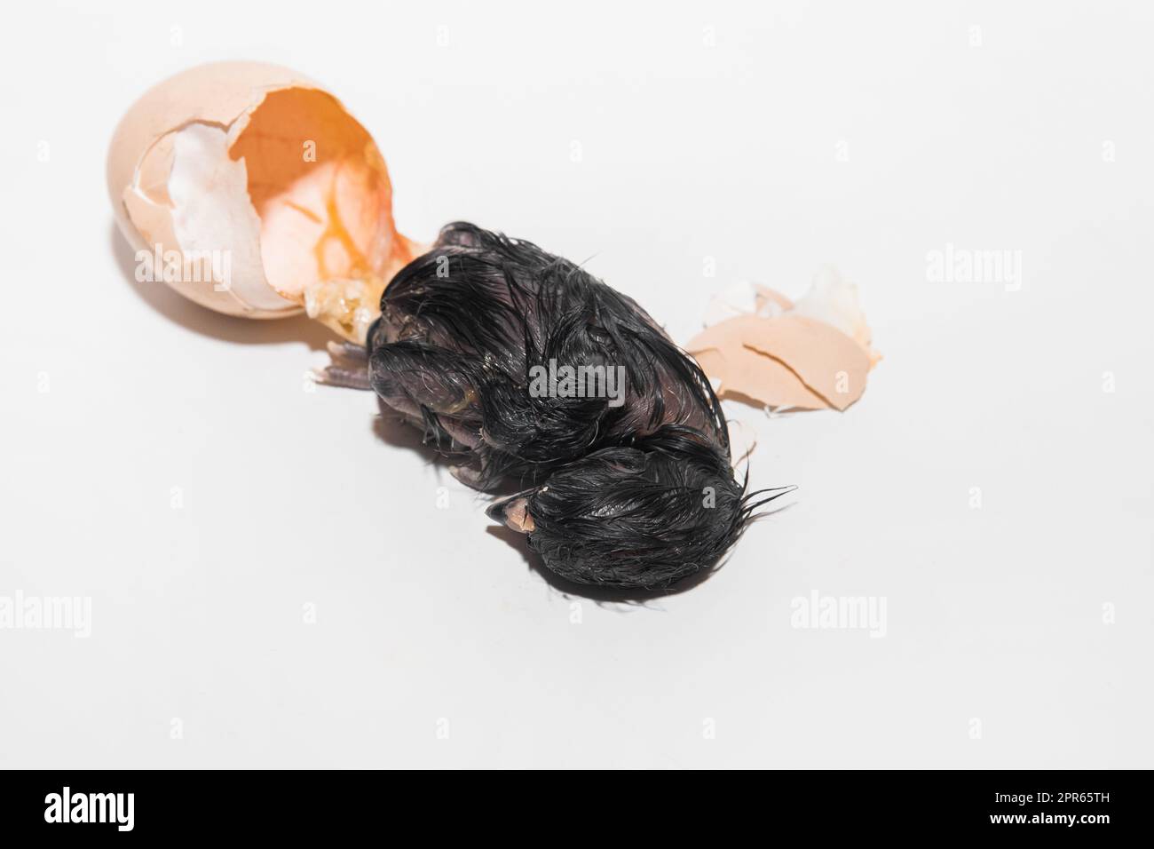 Close-up of dark newborn wet cute little chick trying to get out of ...