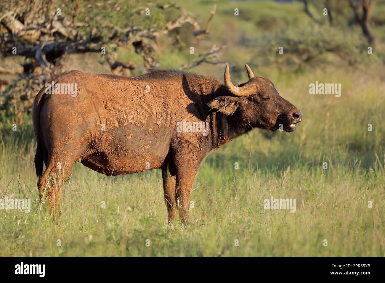 African buffalo habitat hi-res stock photography and images - Alamy
