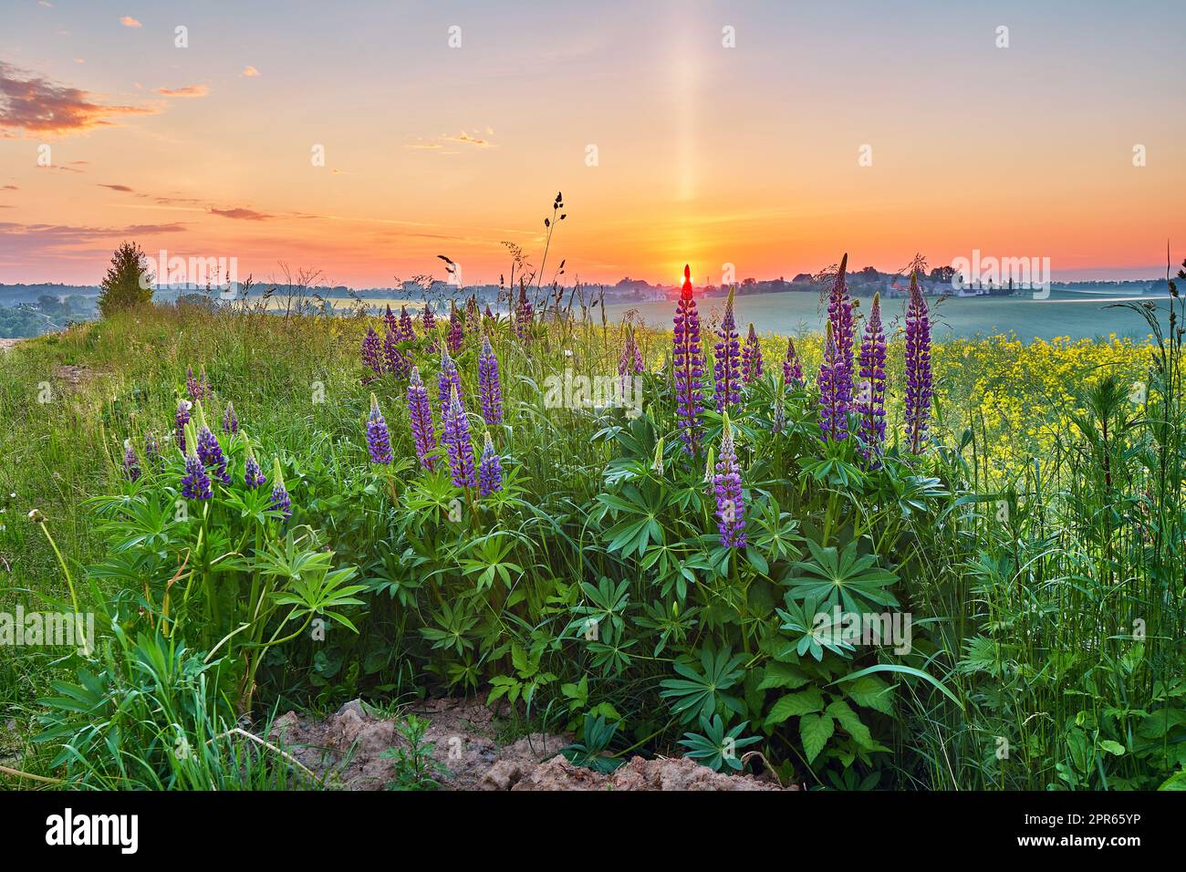 Summer wildflowers in sunrise hi-res stock photography and images - Alamy