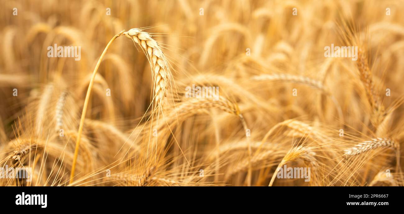 Rye field hi-res stock photography and images - Alamy