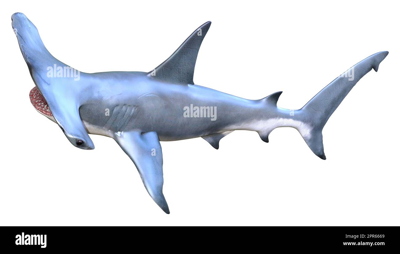 3D rendering of a hammerhead shark isolated on white background Stock ...