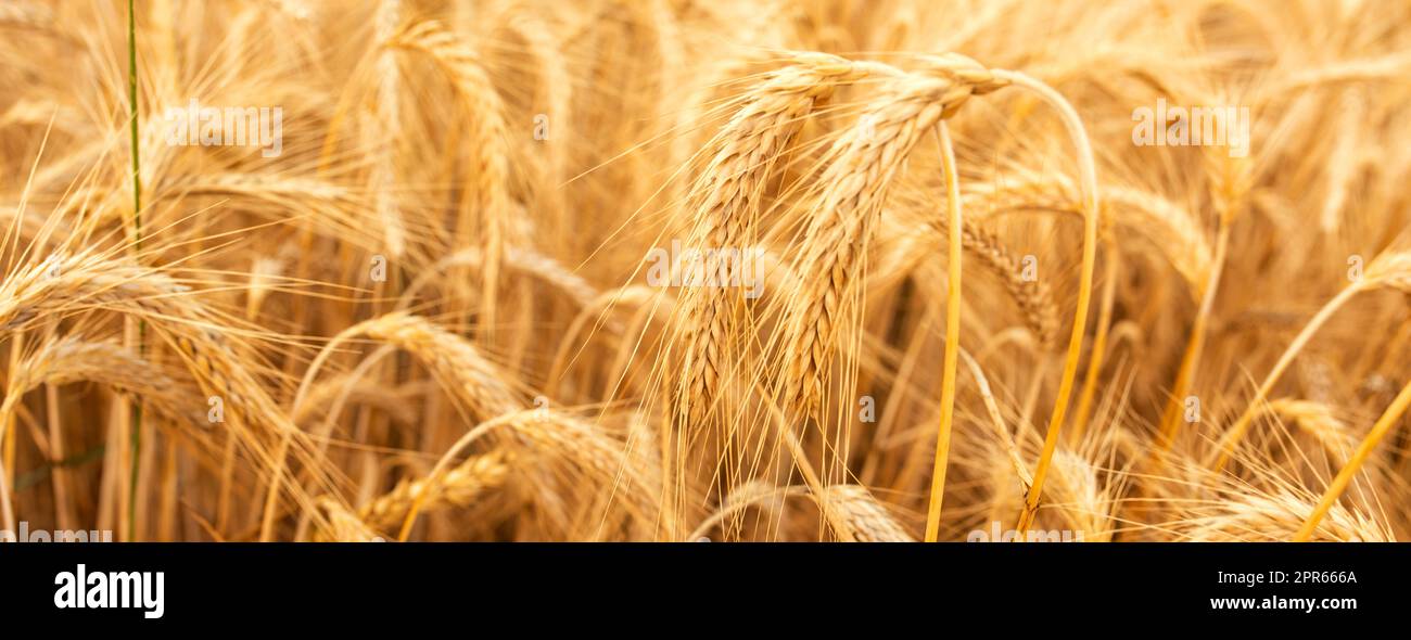 Luminous natural hi-res stock photography and images - Alamy