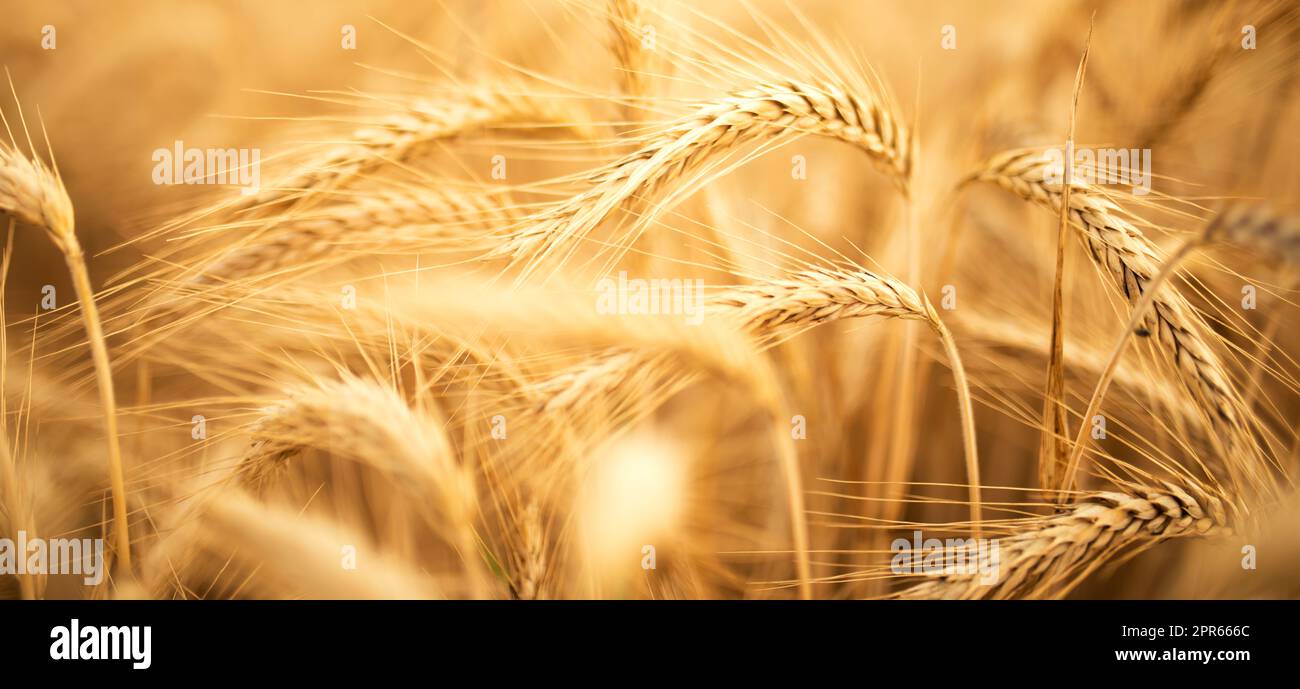 Golden rye ears dry hi-res stock photography and images - Alamy