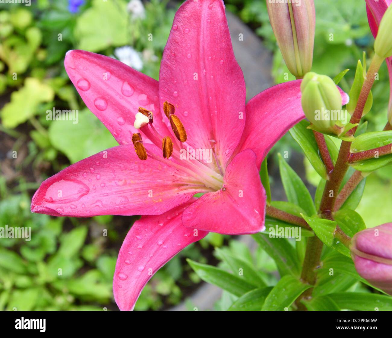 Lily flower of the la hybrid Fangio variety is red-crimson after the ...
