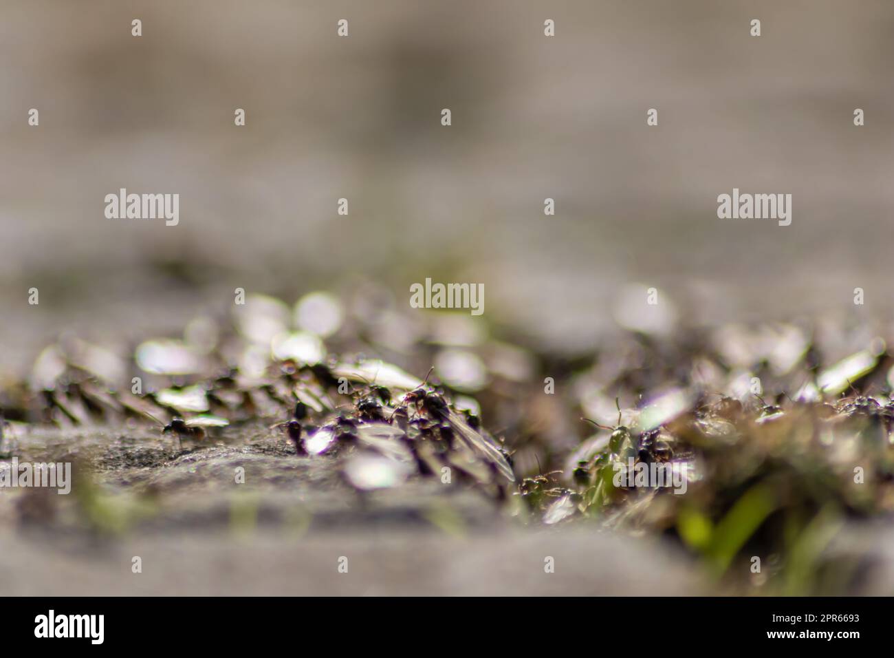 Ant wedding flight with flying ants like new ant queens and male ant ...