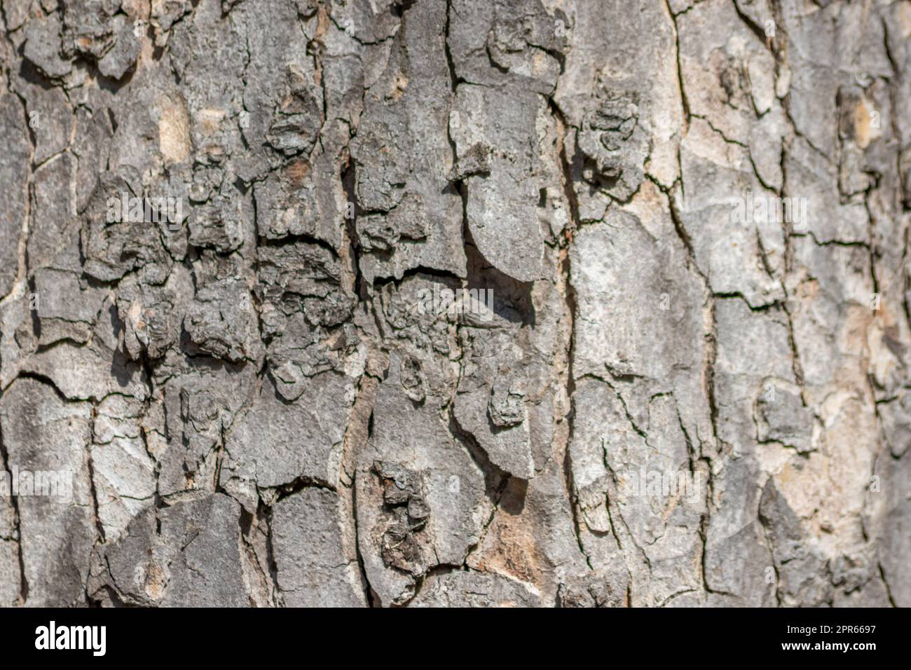 Tree bark macro with fine natural structures and rough tree bark as ...