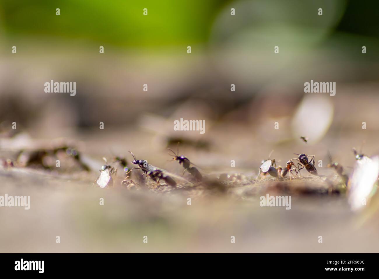 Ant wedding flight with flying ants like new ant queens and male ant ...