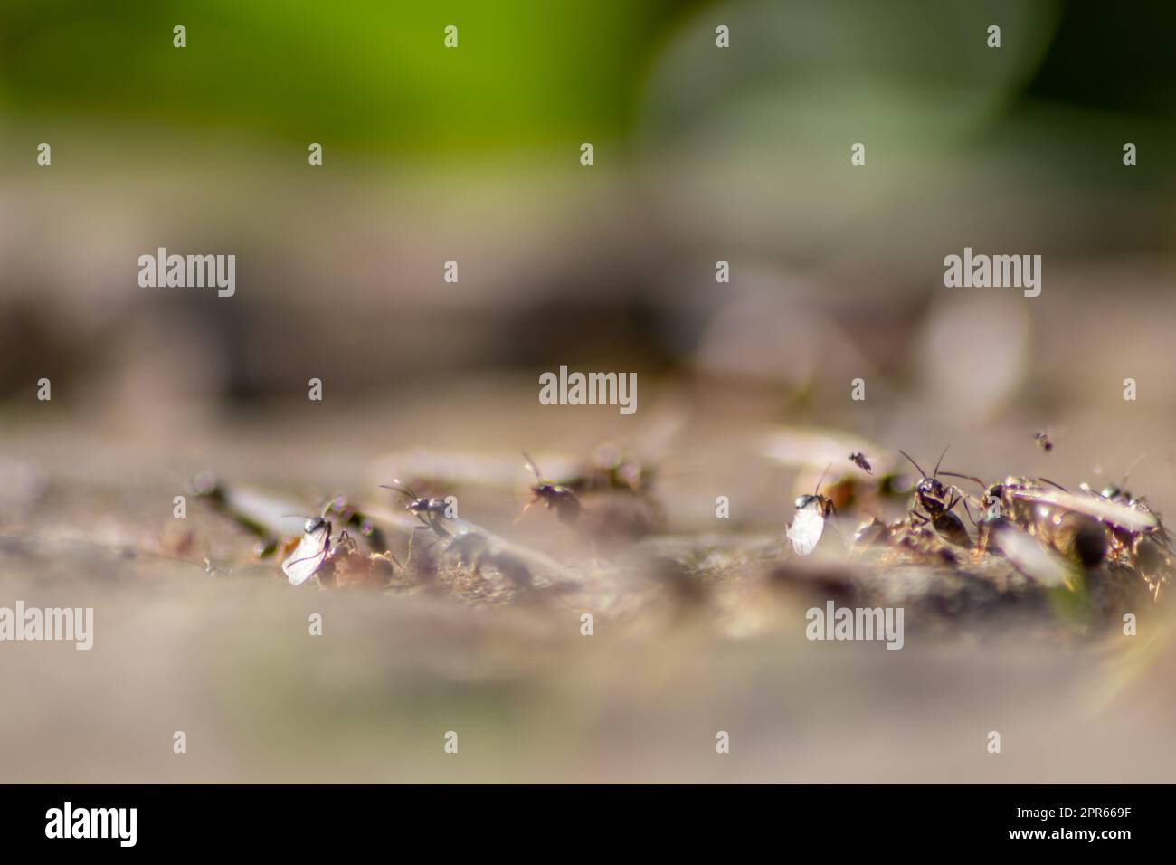 Ant wedding flight with flying ants like new ant queens and male ant ...