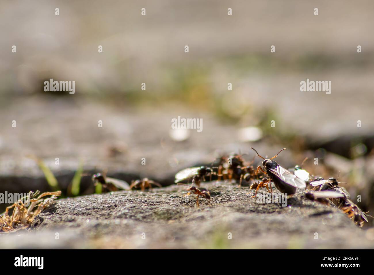 Ant wedding flight with flying ants like new ant queens and male ant ...