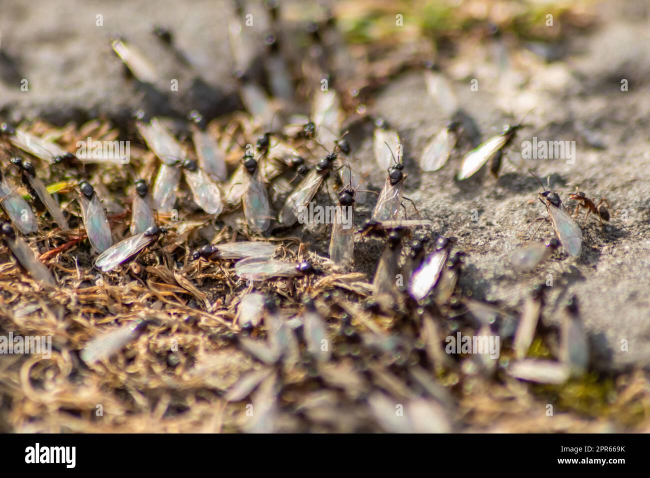 Ant wedding flight with flying ants like new ant queens and male ant ...
