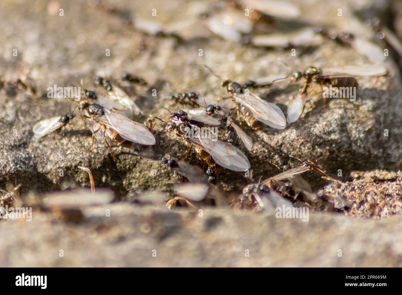 Ant wedding flight with flying ants like new ant queens and male ant ...