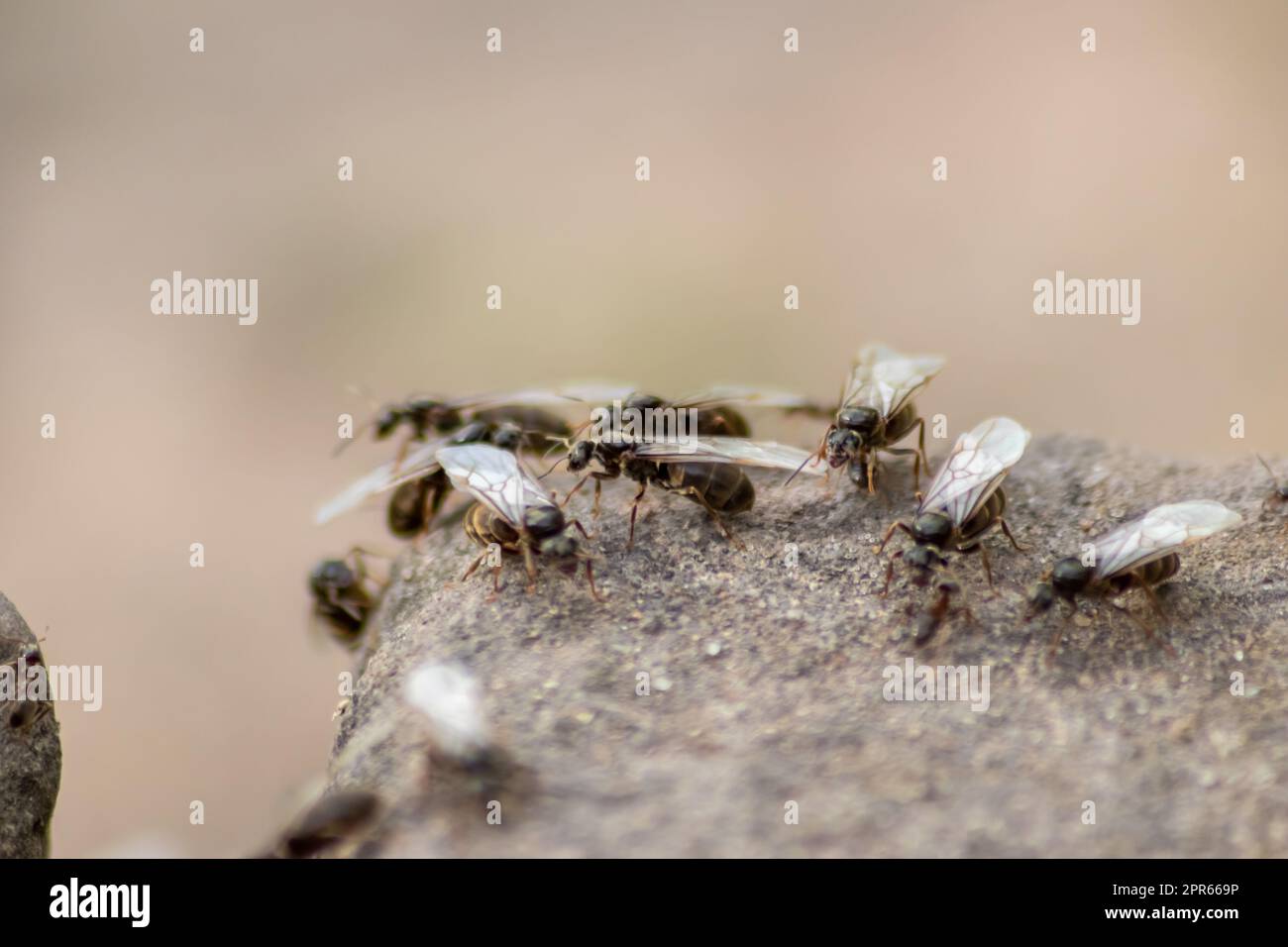 Insect Reproduction 11. 11: Insects Biology LibreTexts