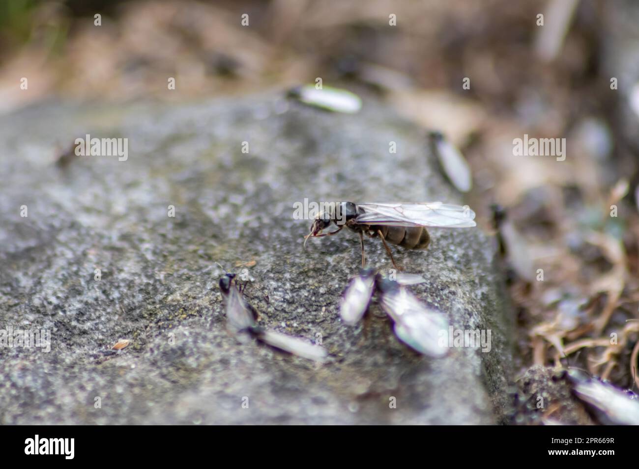 Ant wedding flight with flying ants like new ant queens and male ant ...