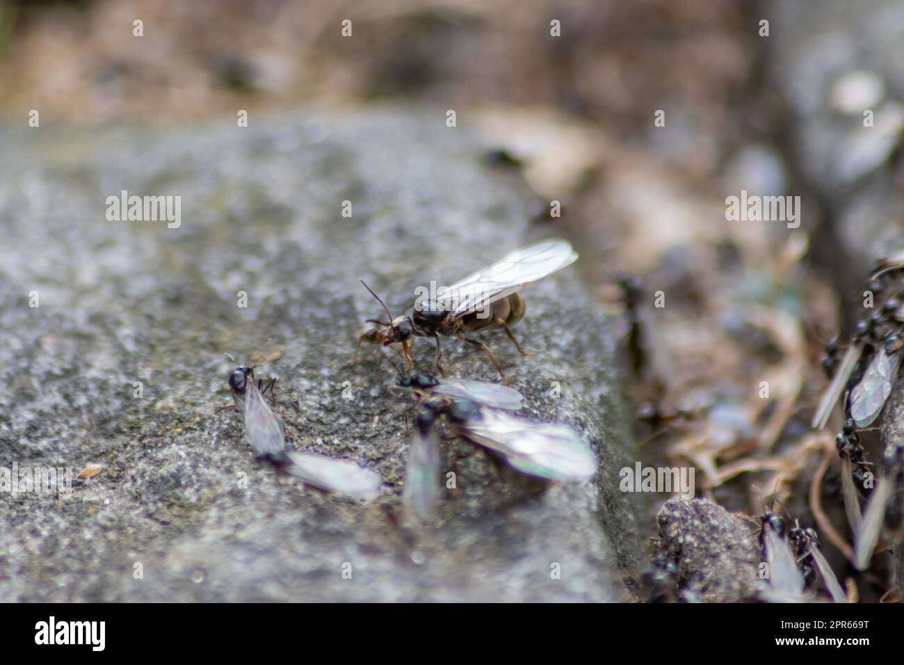 Ant wedding flight with flying ants like new ant queens and male ant ...