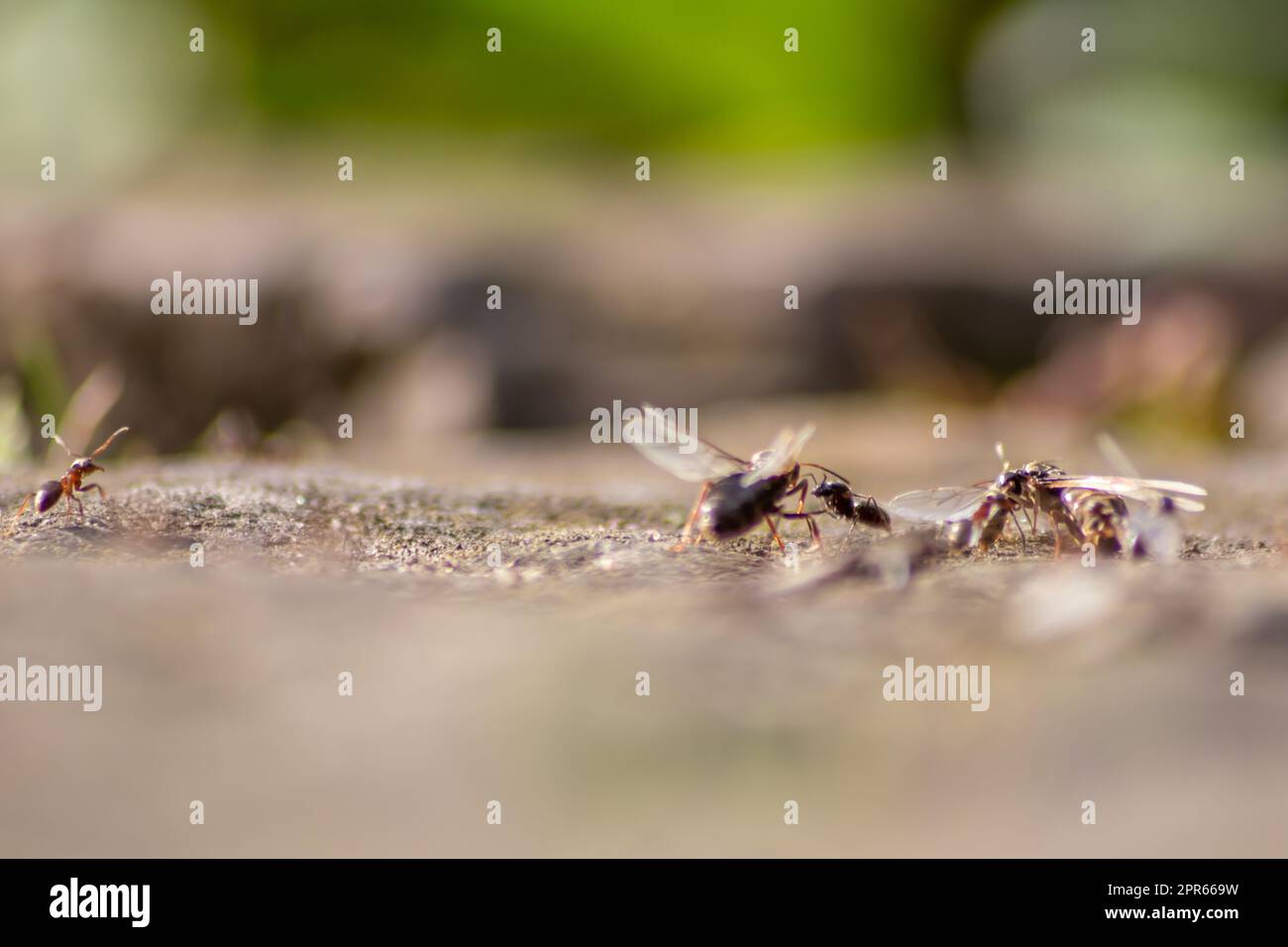 Ant wedding flight with flying ants like new ant queens and male ant ...