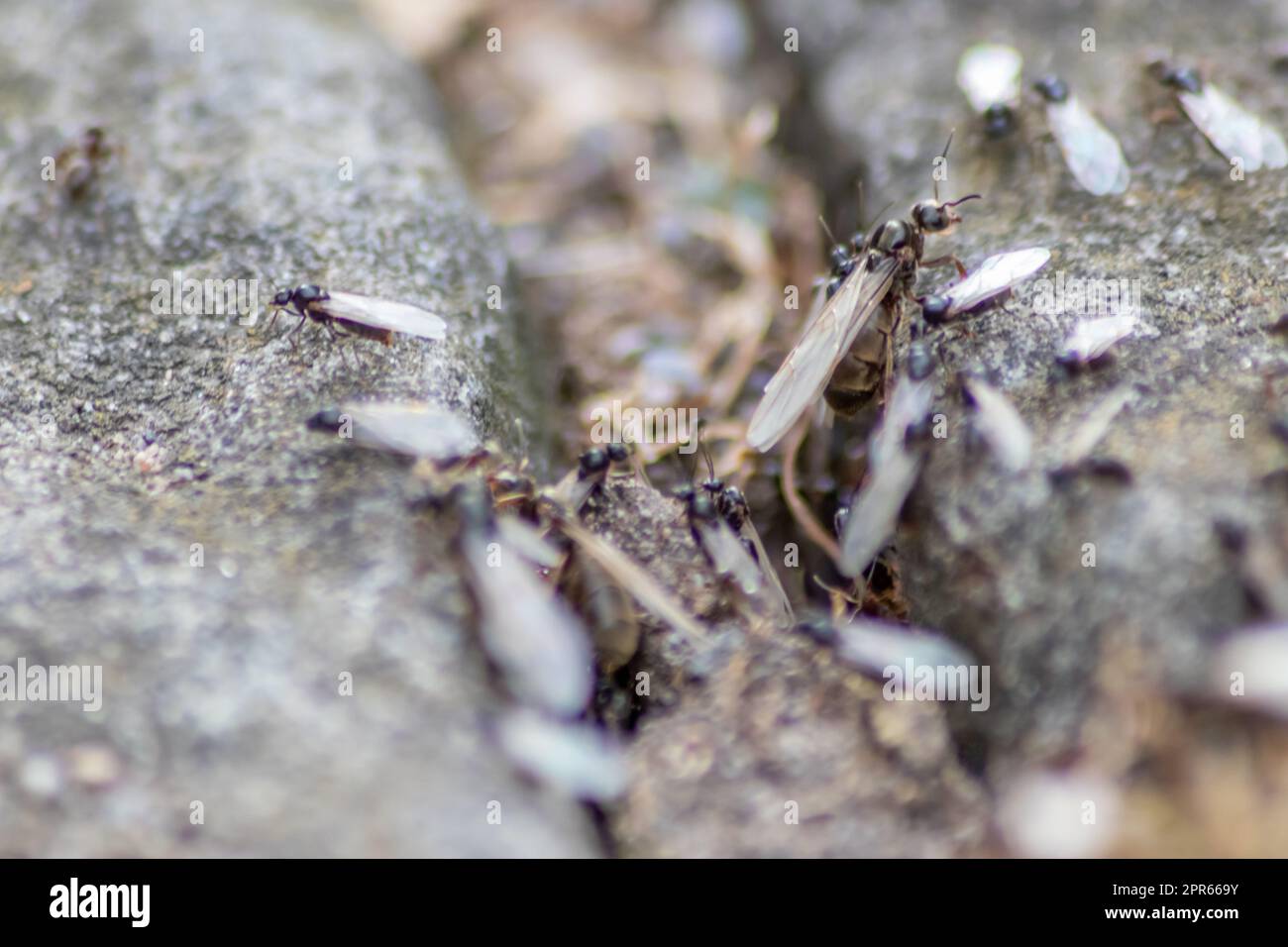 Flying ant in jaws hi-res stock photography and images - Alamy