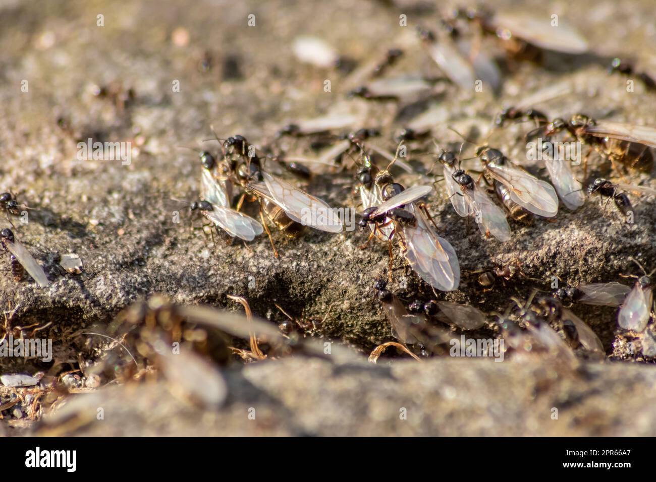 Ant wedding flight with flying ants like new ant queens and male ant ...
