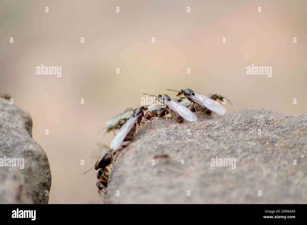 Ant wedding flight hi-res stock photography and images - Alamy