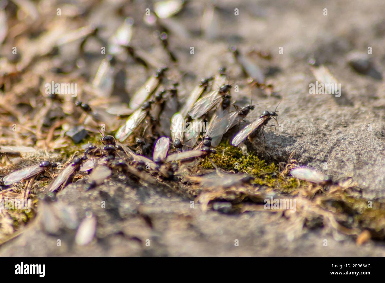 Ant wedding flight with flying ants like new ant queens and male ant ...