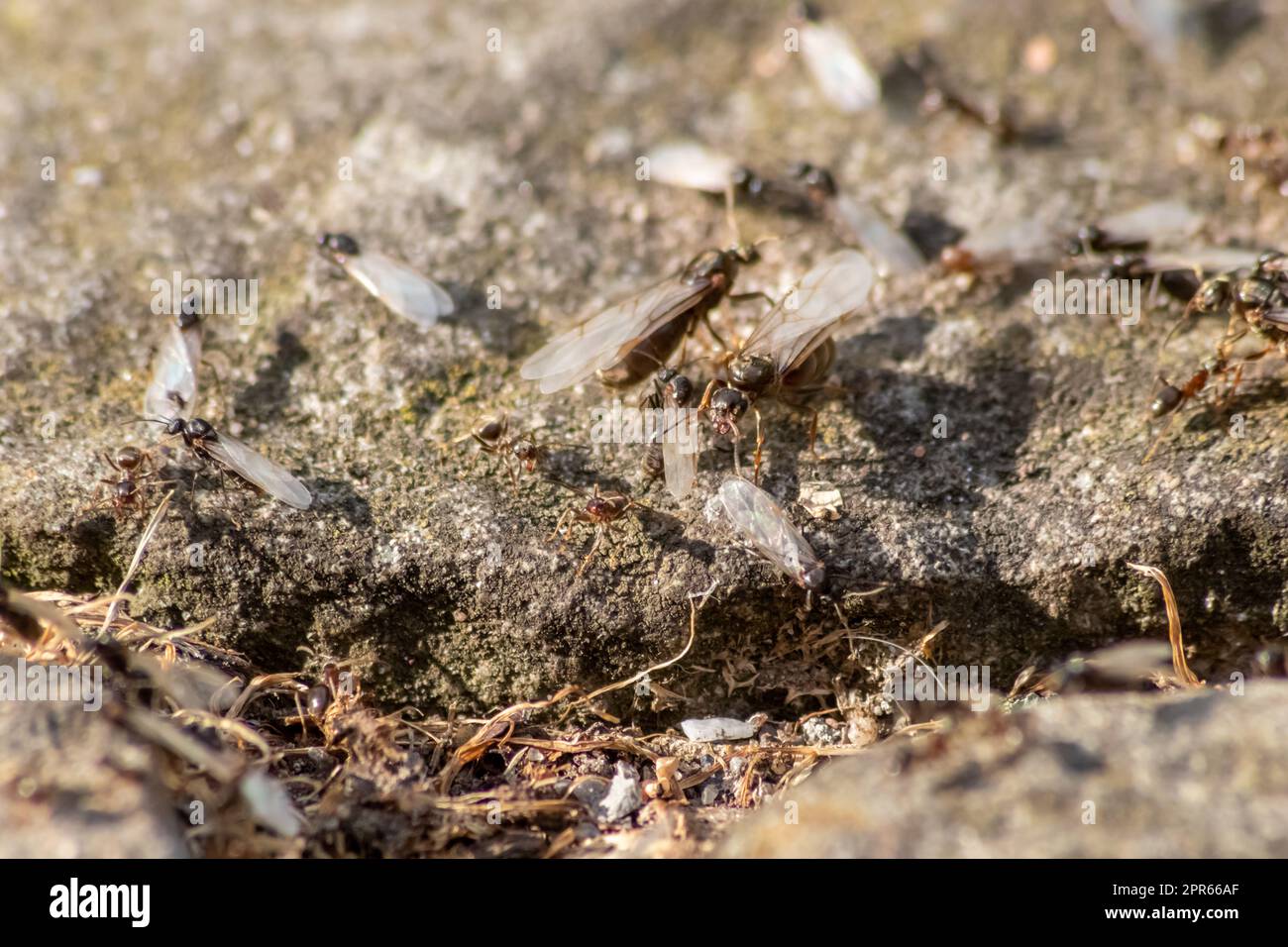 Ant wedding flight with flying ants like new ant queens and male ant ...