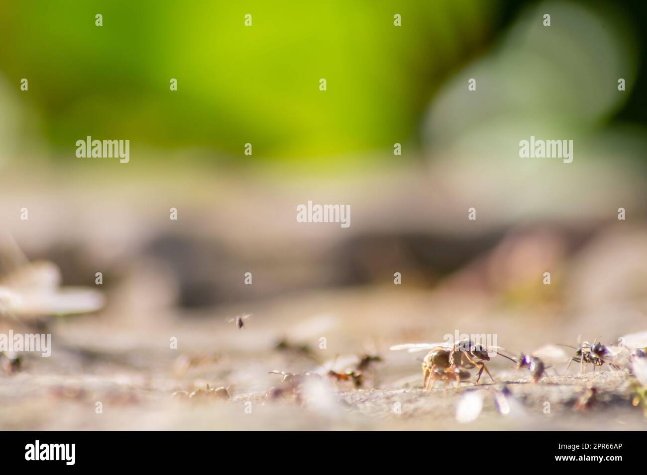 Ant wedding flight with flying ants like new ant queens and male ant ...
