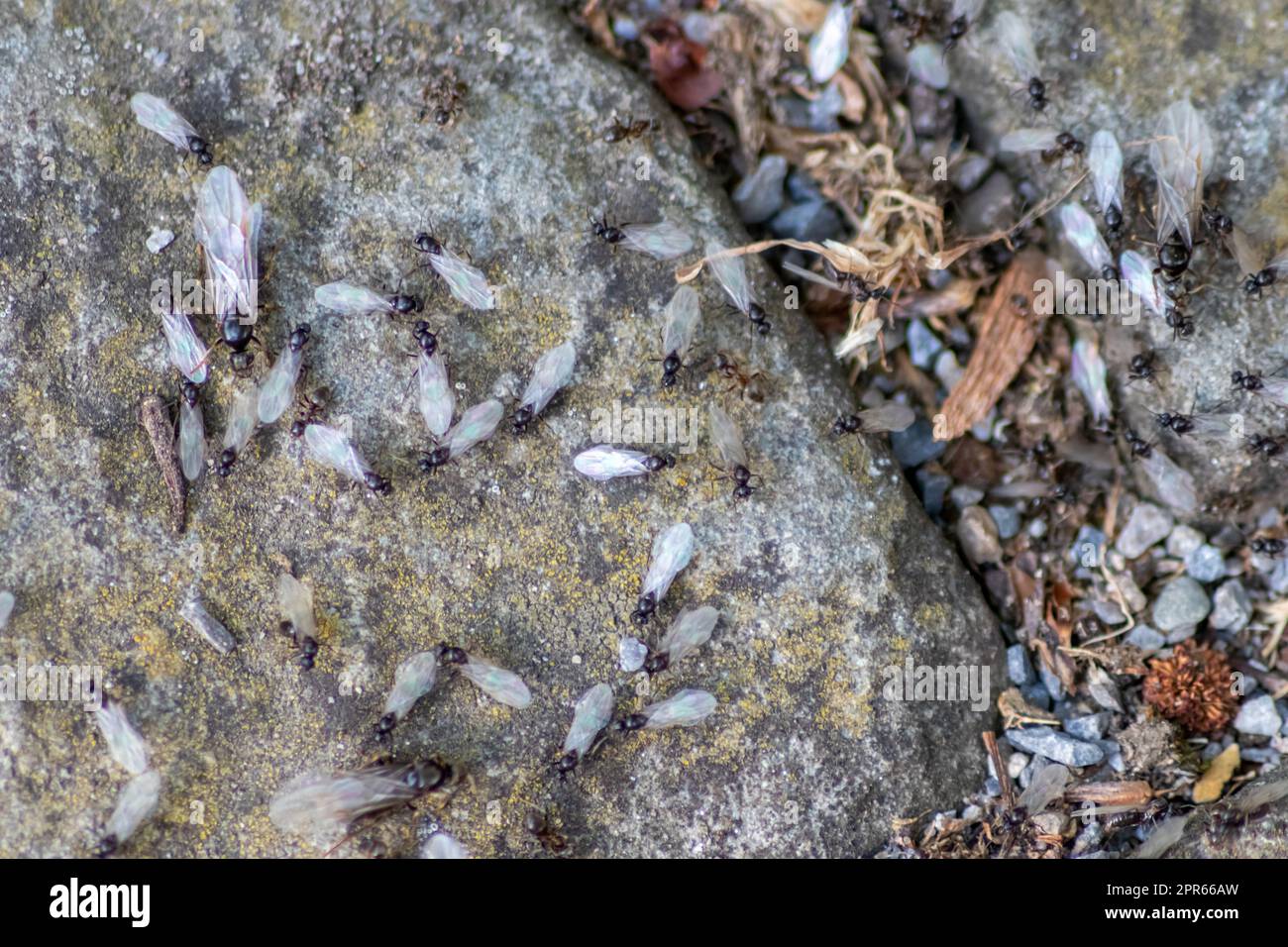 Ant wedding flight with flying ants like new ant queens and male ant ...