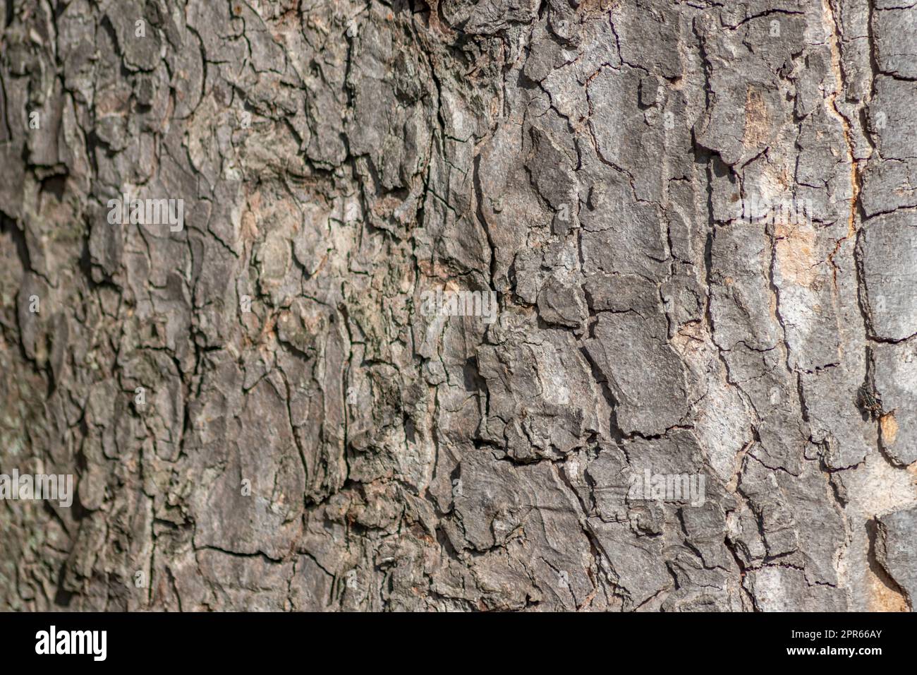Tree bark macro with fine natural structures and rough tree bark as ...